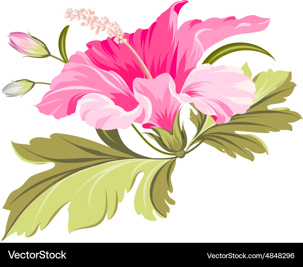 Hibiscus tropical flower Royalty Free Vector Image