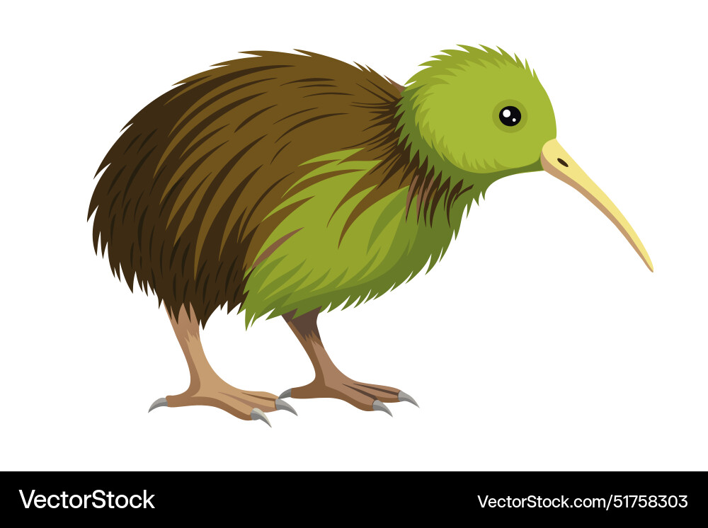 Kiwi bird flat on white background Royalty Free Vector Image
