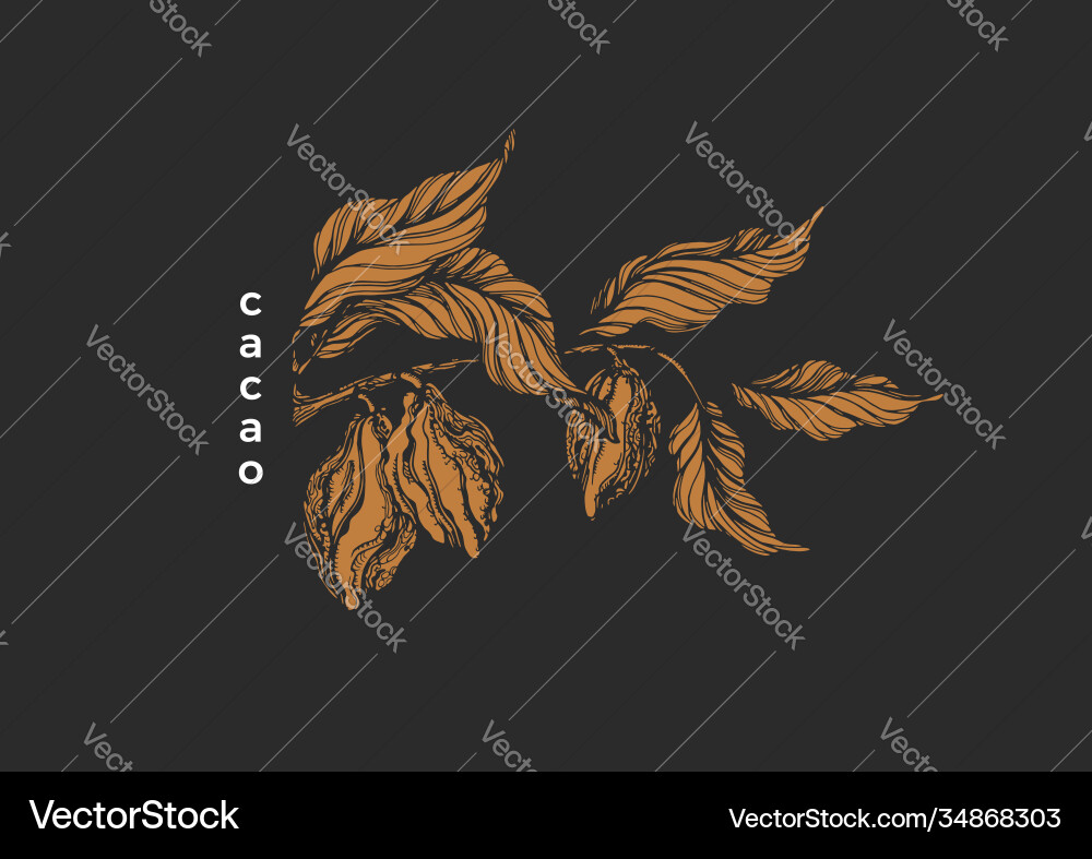 Tropical Cacao Chocolate Royalty Free Vector Image
