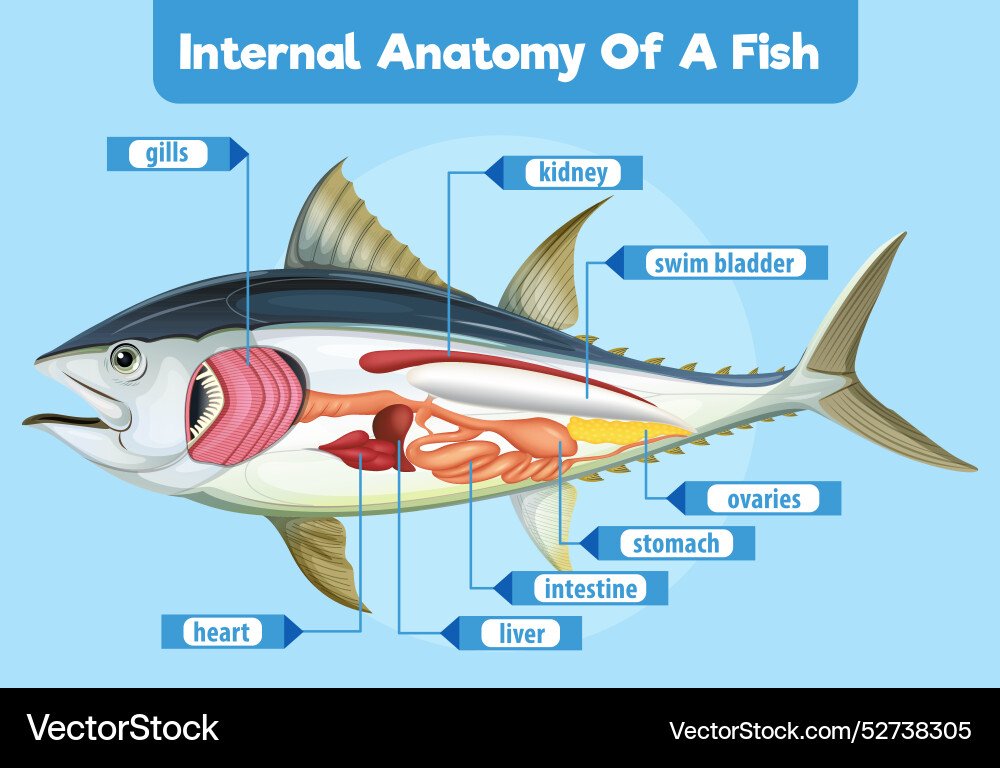 Diagram Of Fish Anatomy