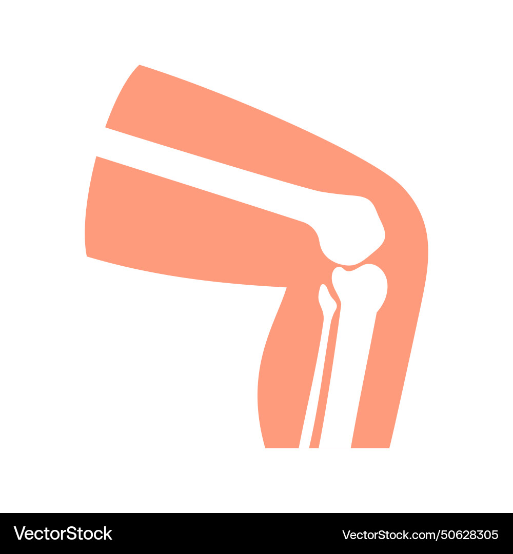 Human knee with bones and joints as in xray Vector Image