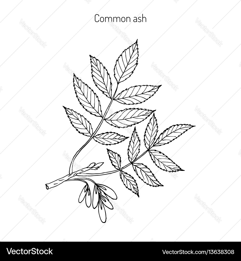 Common ash tree branch Royalty Free Vector Image