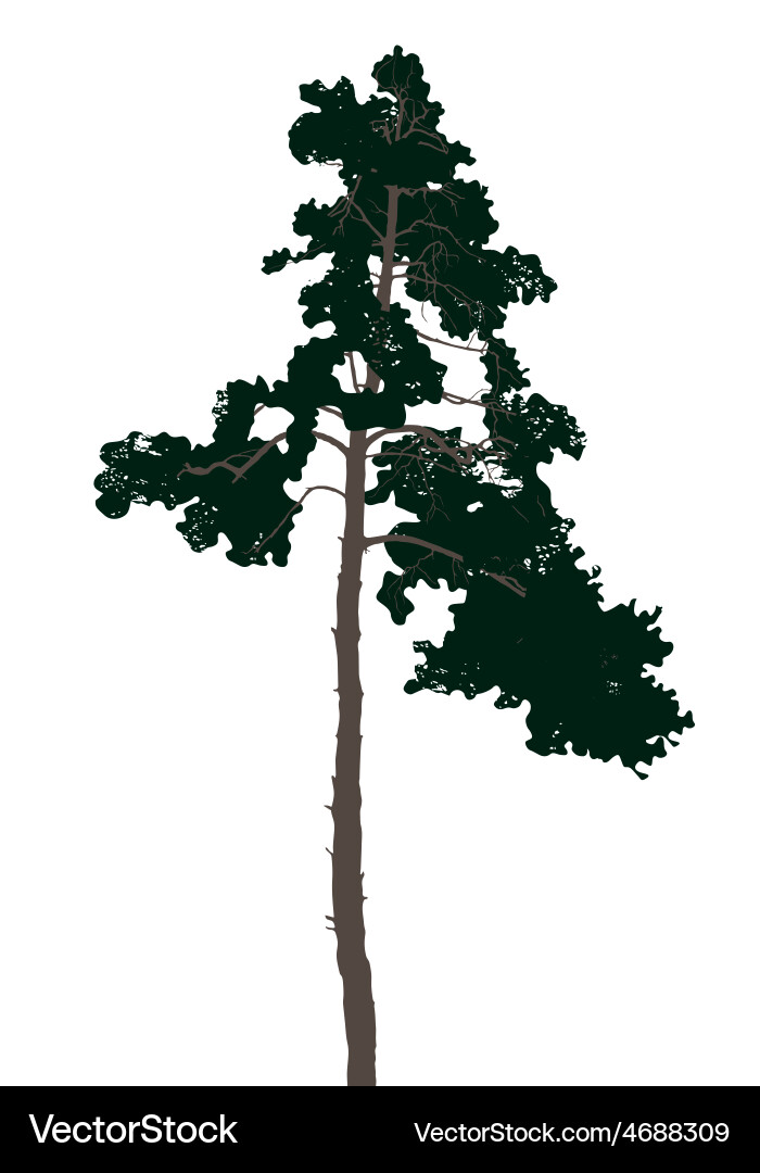 Highly detailed pine tree Royalty Free Vector Image