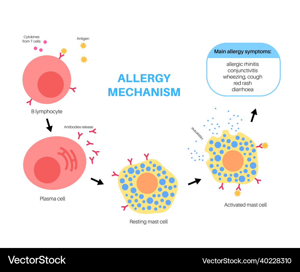 Allergy mechanism diagram Royalty Free Vector Image