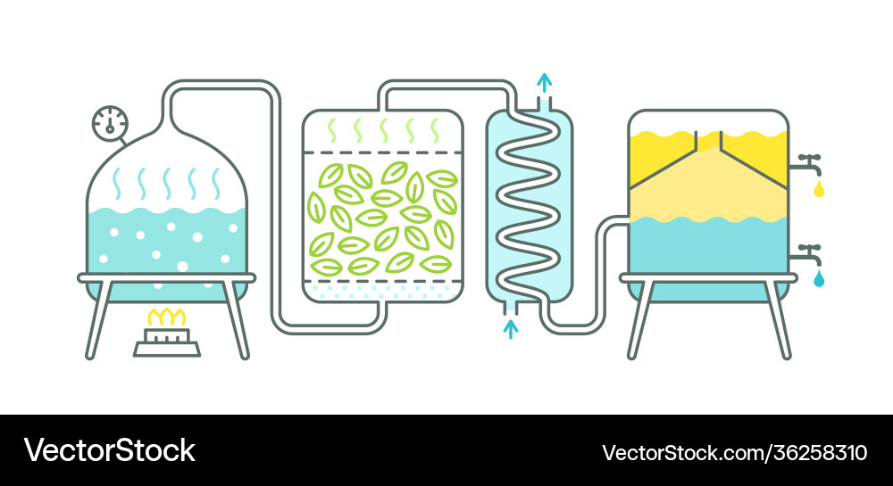 Distillation process essential oil making Vector Image