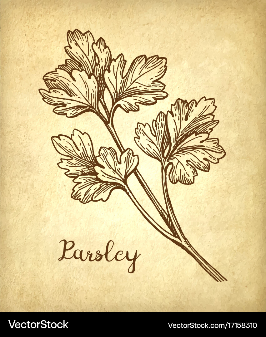 Parsley ink sketch Royalty Free Vector Image - VectorStock