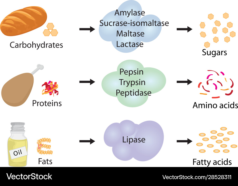Enzymes braking down food into nutrients Vector Image
