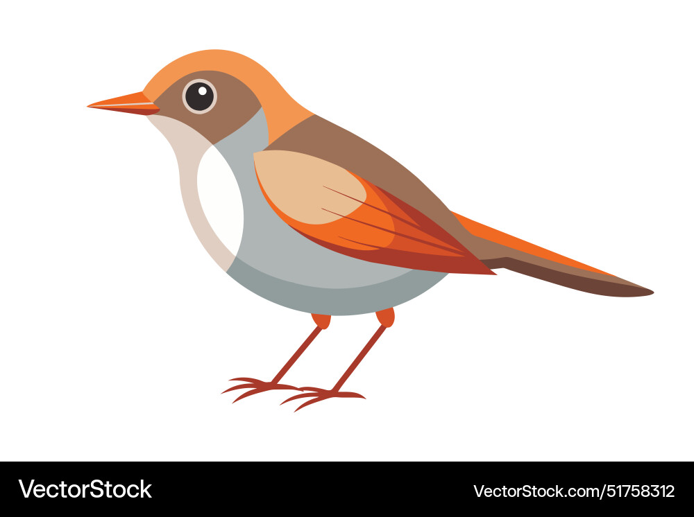 Nightingale flat on white background Royalty Free Vector