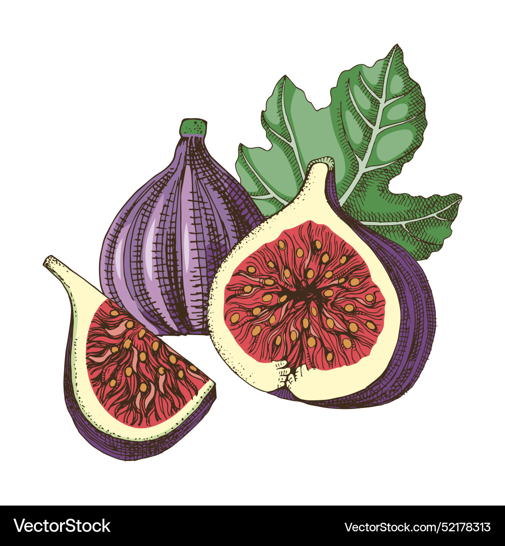 Full and sliced figs with leaf Royalty Free Vector Image