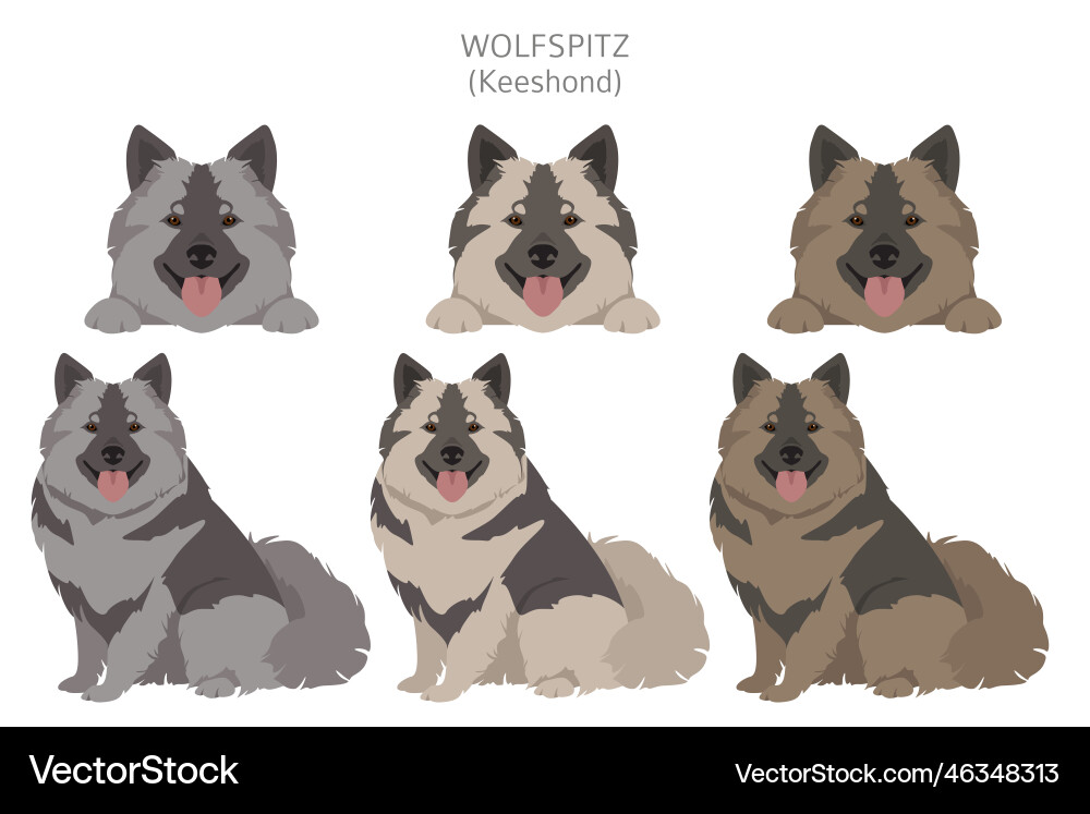 German spitz wolfspitz clipart different poses Vector Image