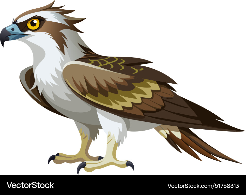 Osprey flat on white background Royalty Free Vector Image