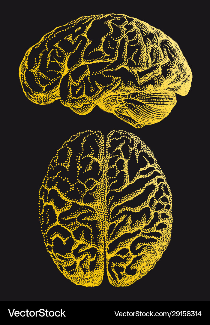 Gold Anatomical Brain – Royalty-Free Vector | VectorStock