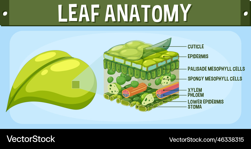 Internal structure of leaf diagram Royalty Free Vector Image