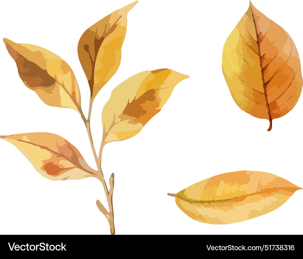Autumn leaves clipart isolated Royalty Free Vector Image