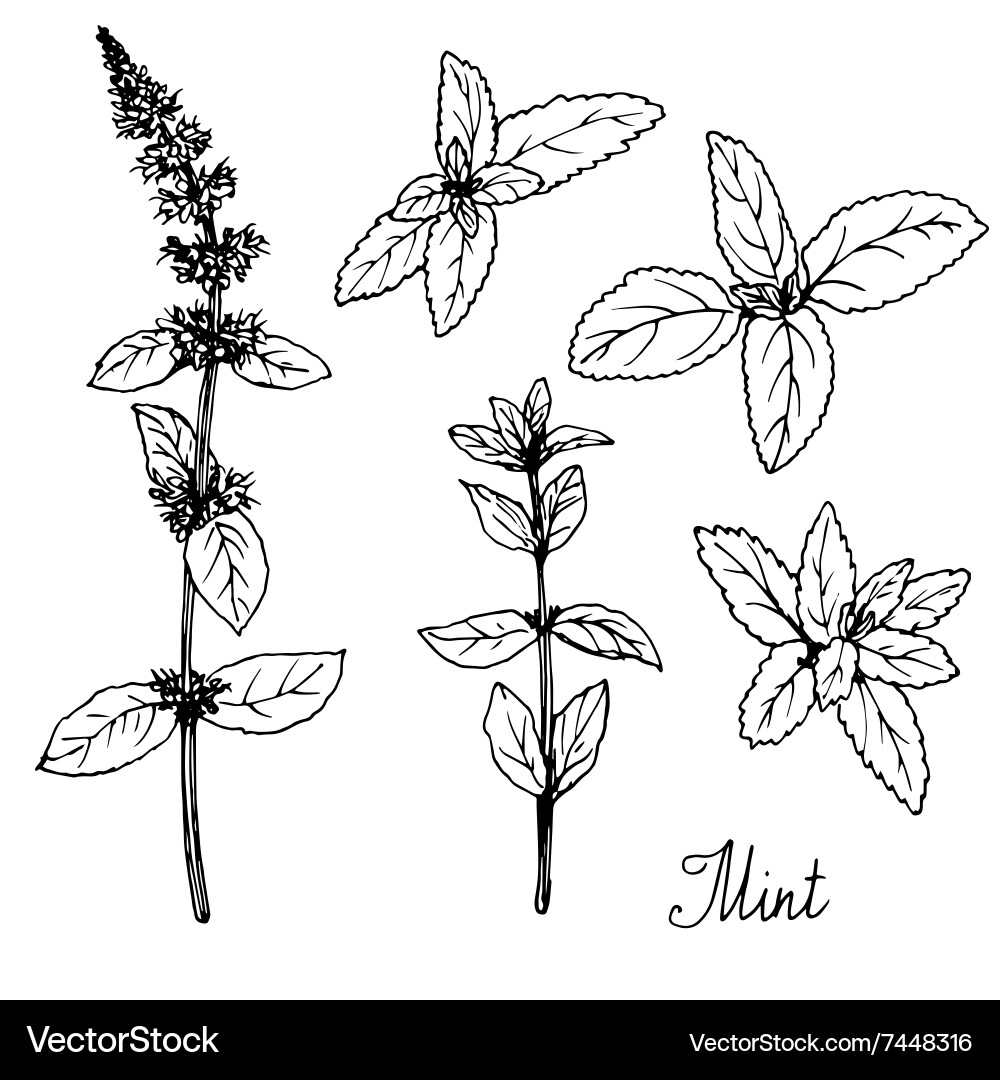 Hand-Drawn Mint Plants Sketch Royalty Free Vector Image