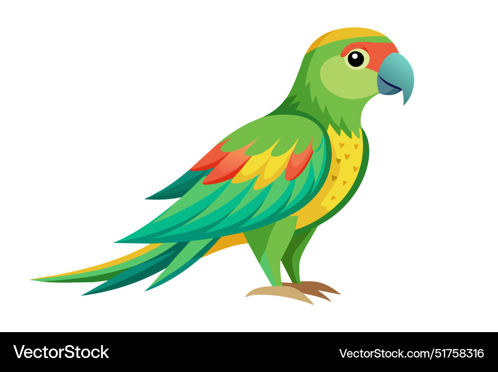 Parrot flat on white background Royalty Free Vector Image