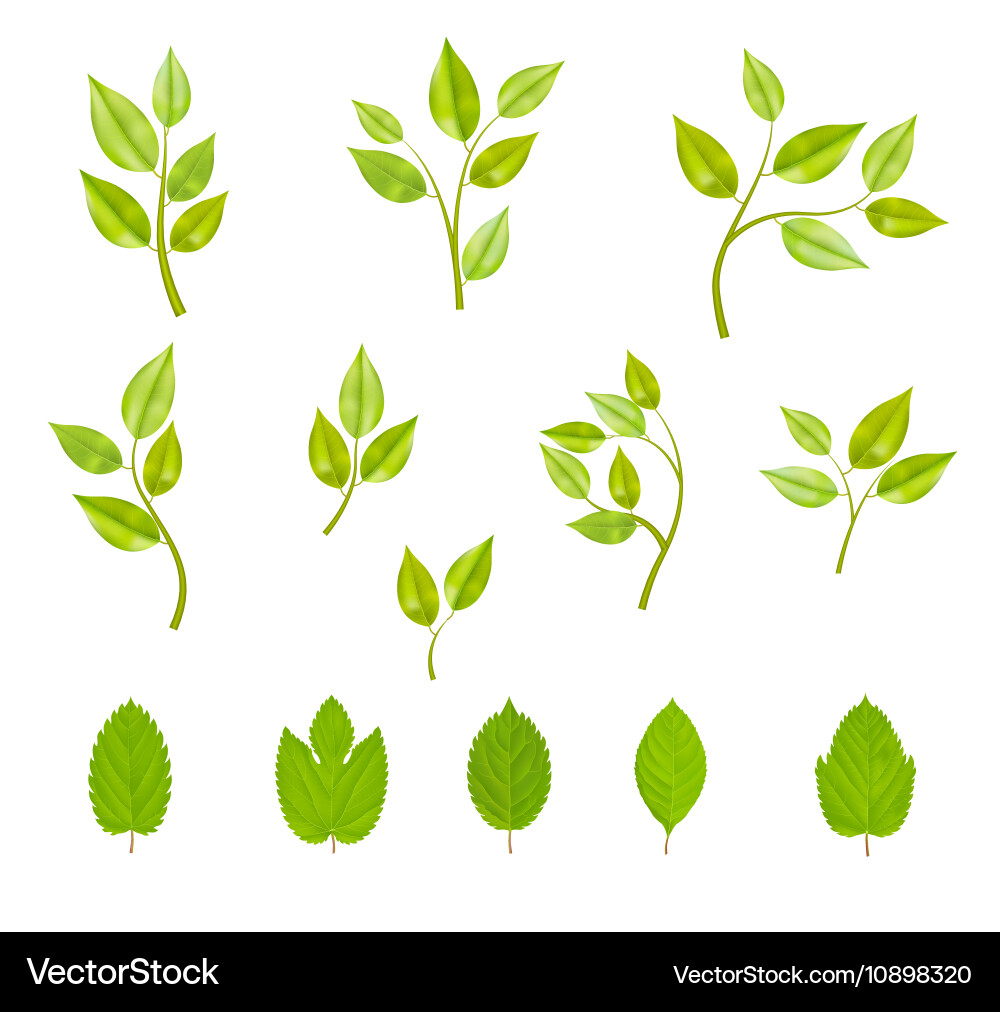Branches with leaves isolated set Royalty Free Vector Image