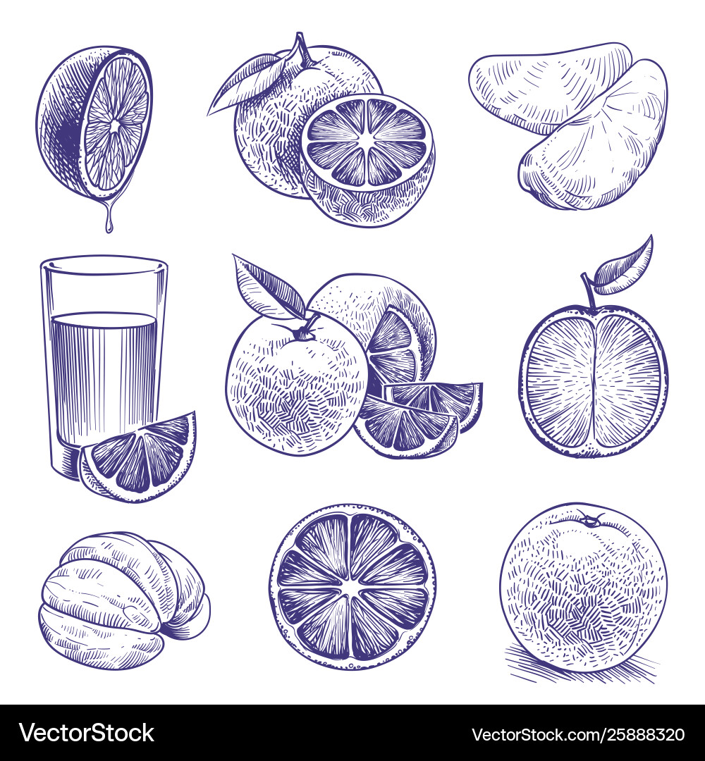 Engraved Orange Sketch Royalty Free Vector Image