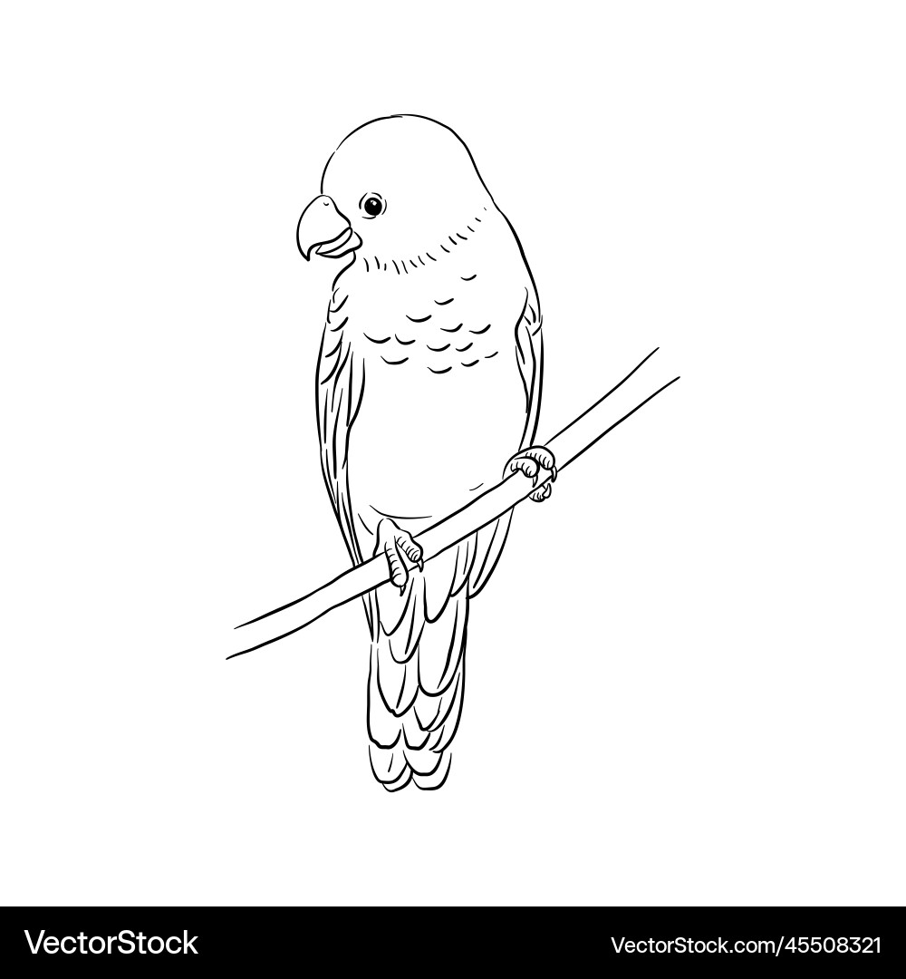 Parrot Sketch Royalty Free Vector Image - VectorStock