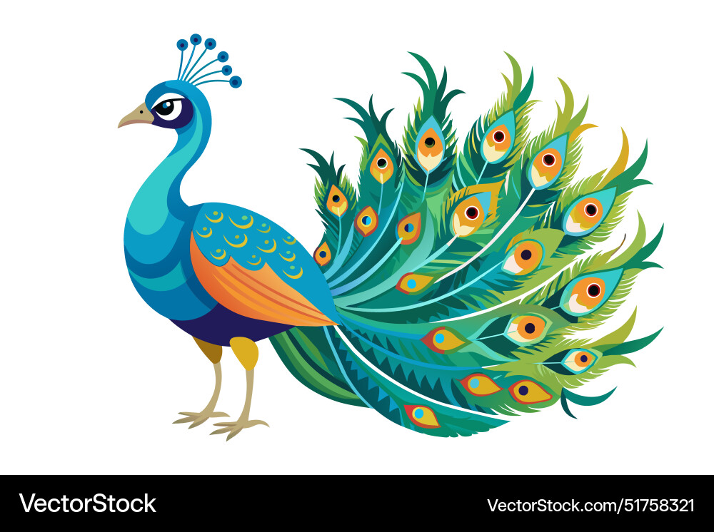 Peacock flat on white background Royalty Free Vector Image