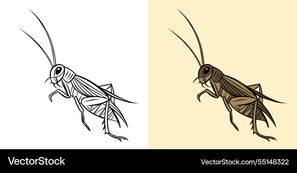 Cricket animal Royalty Free Vector Image - VectorStock