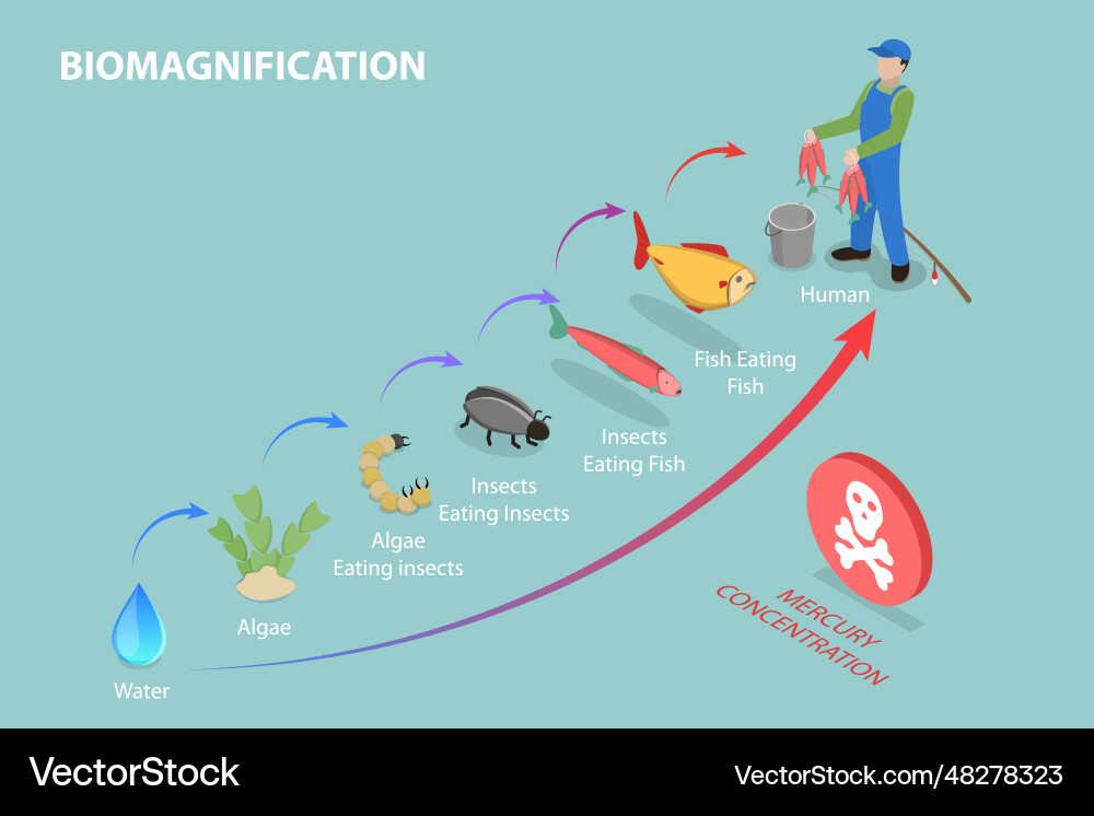 Biomagnification Diagram - Aquatic Ecosystems Vector Image
