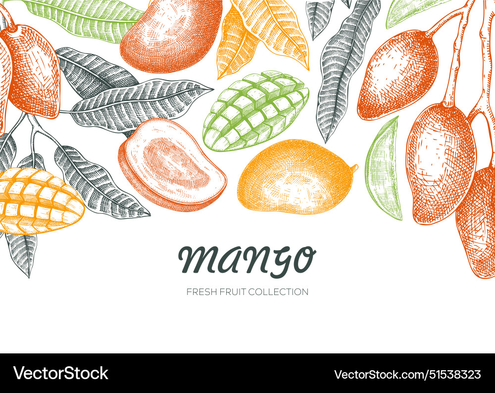 Mango fruit border design tropical background Vector Image