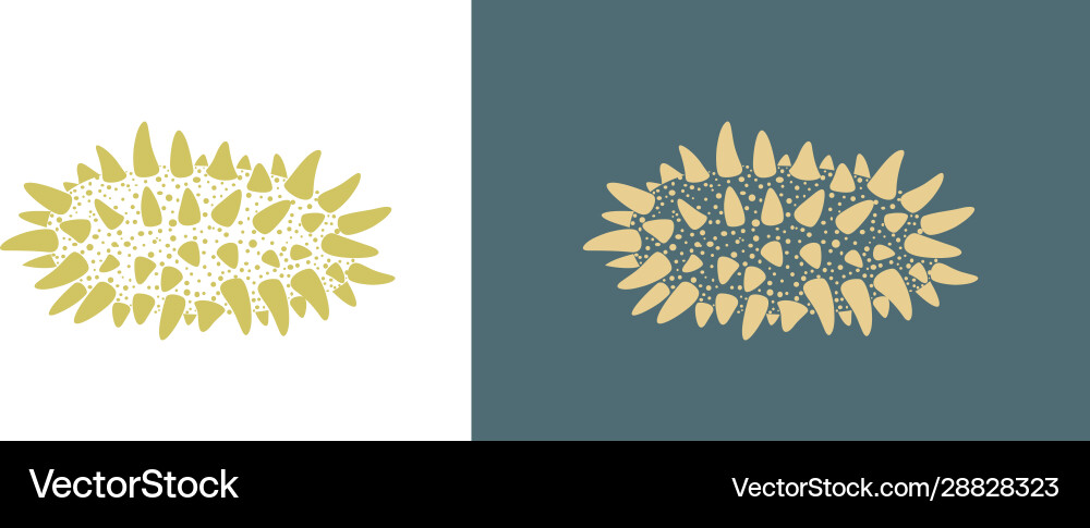 Sea cucumber Royalty Free Vector Image - VectorStock