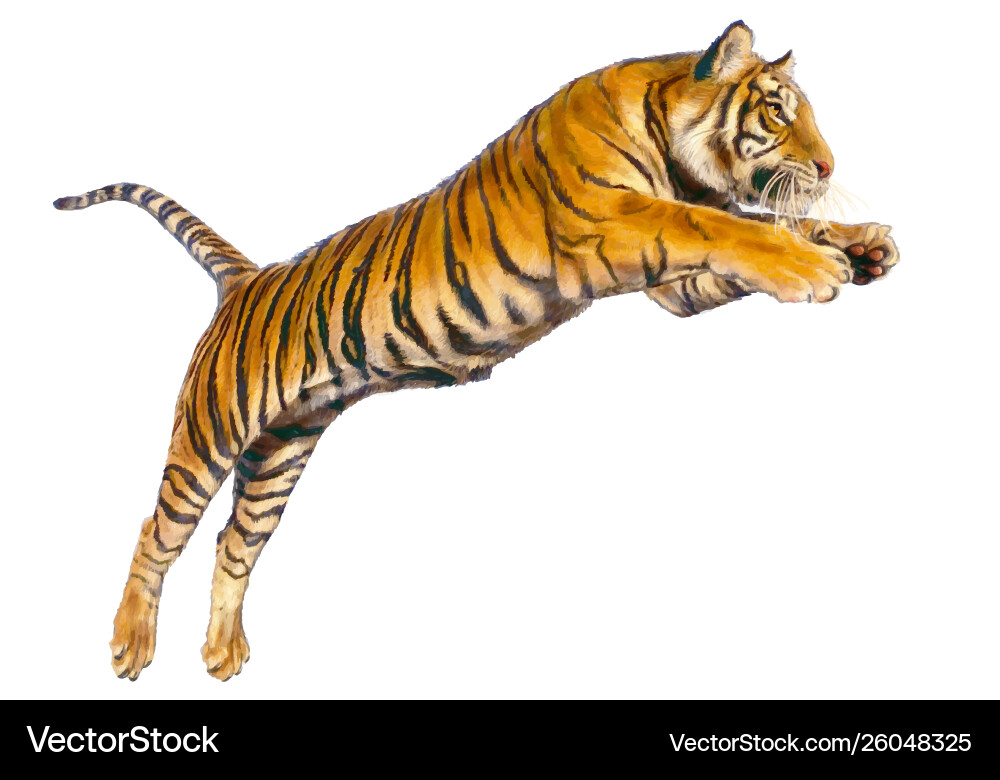 Tiger jumping hand draw Royalty Free Vector Image