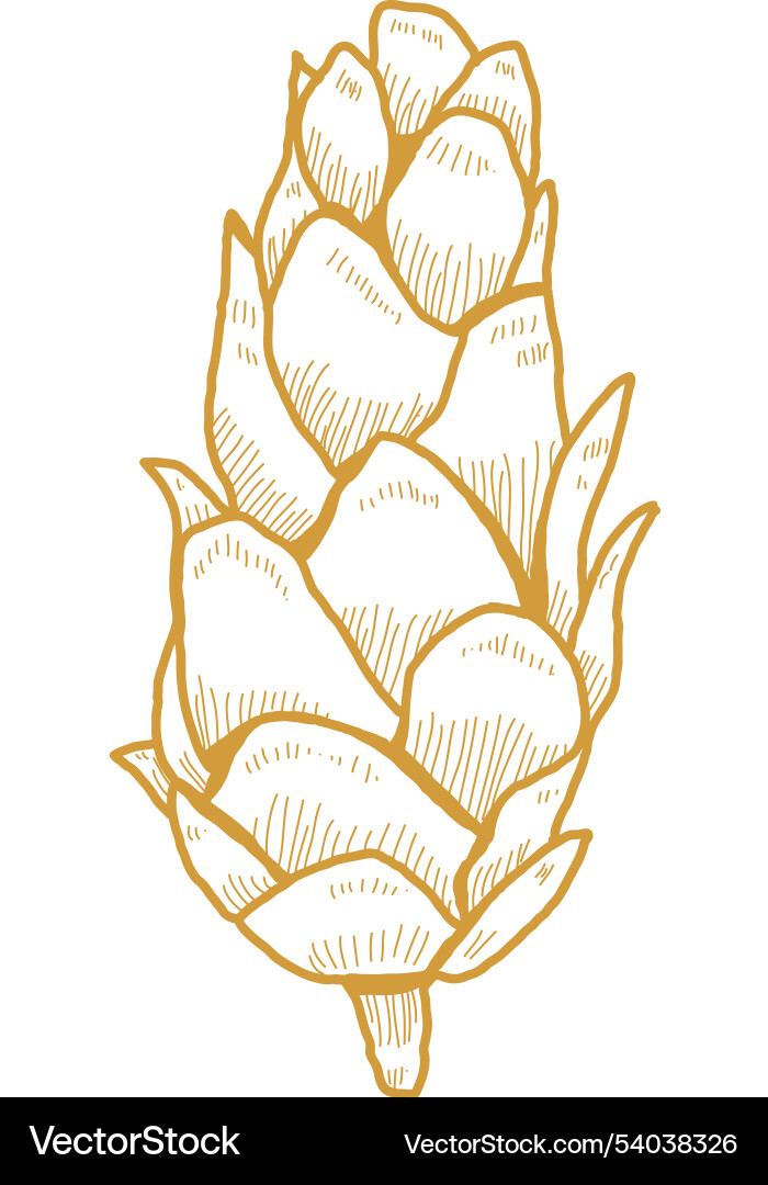Hand drawn pine cone Royalty Free Vector Image