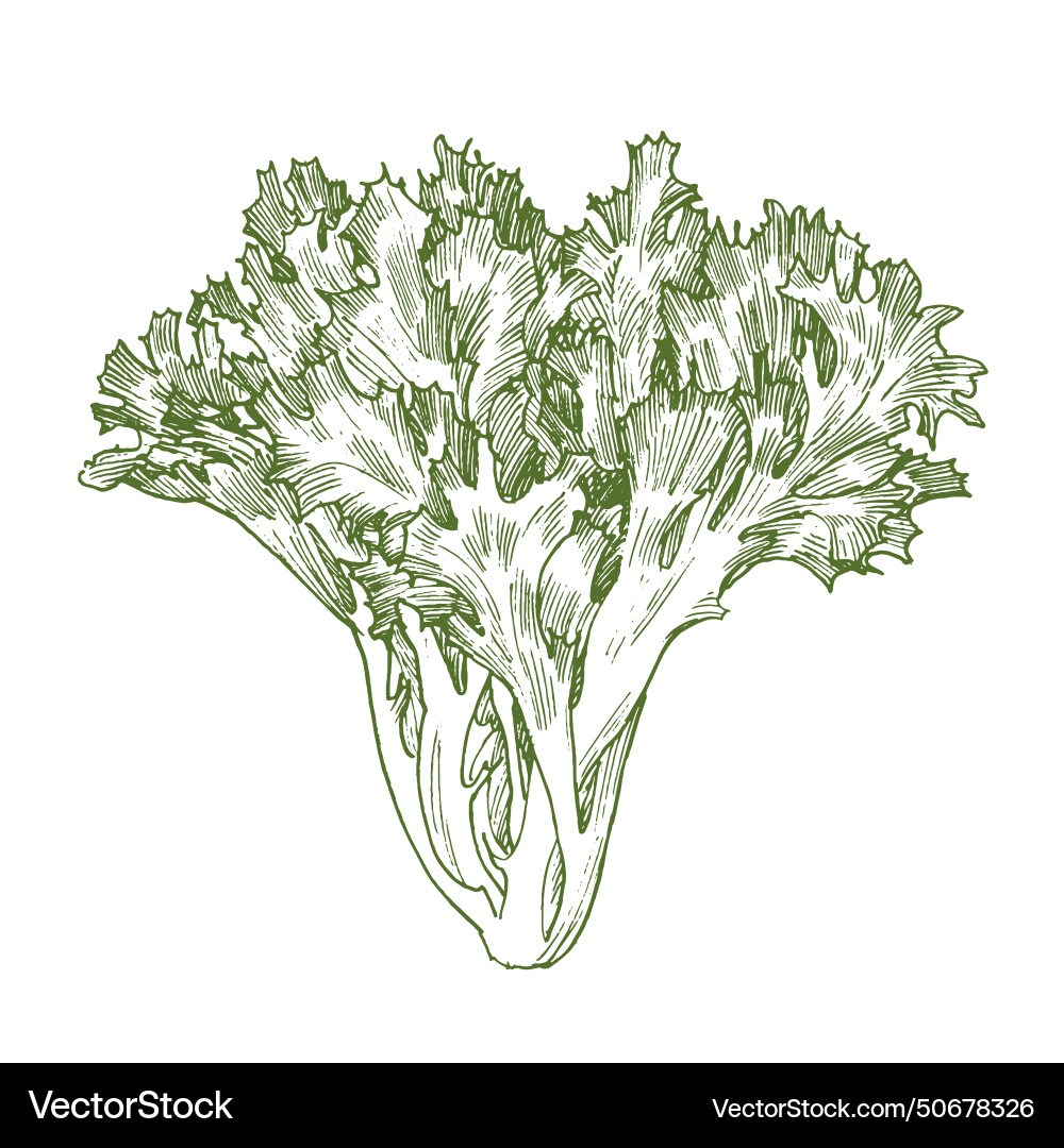 Lettuce plant engraved drawing Royalty Free Vector Image