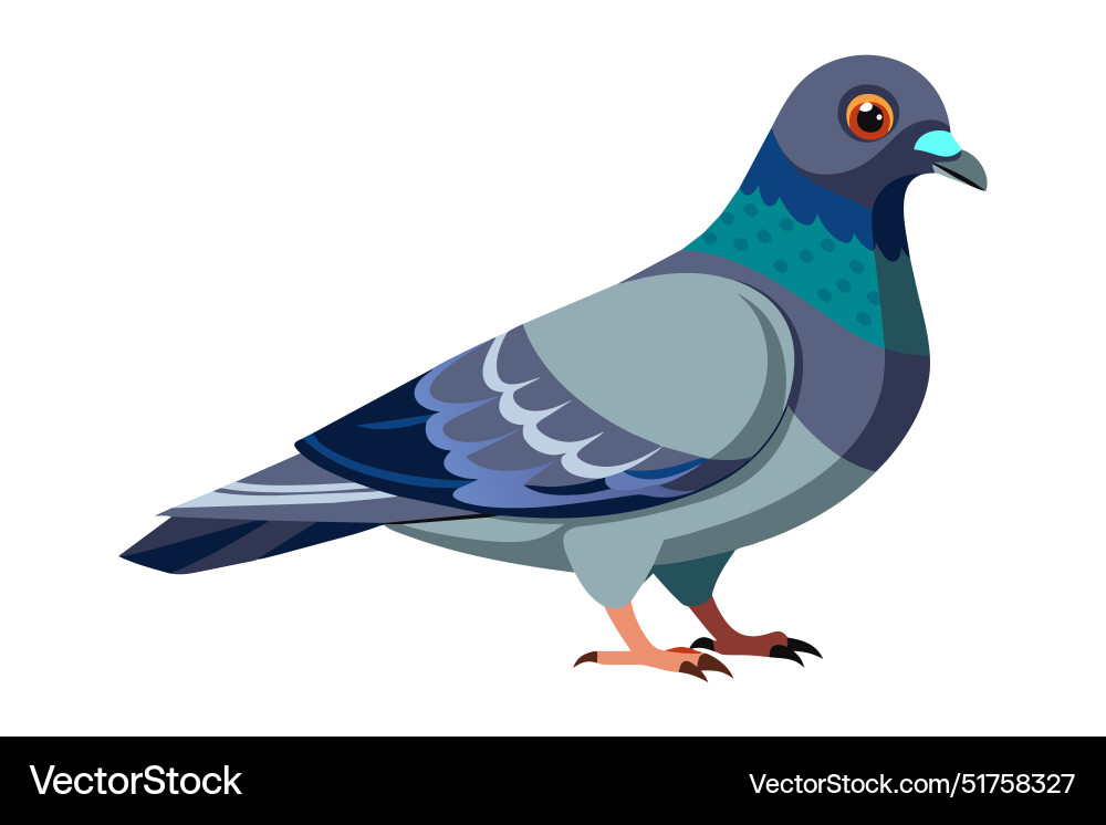 Pigeon flat on white background Royalty Free Vector Image