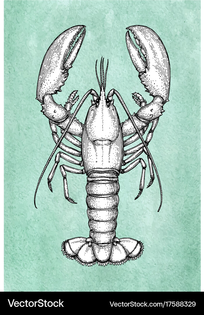 Lobster ink sketch on old paper Royalty Free Vector Image