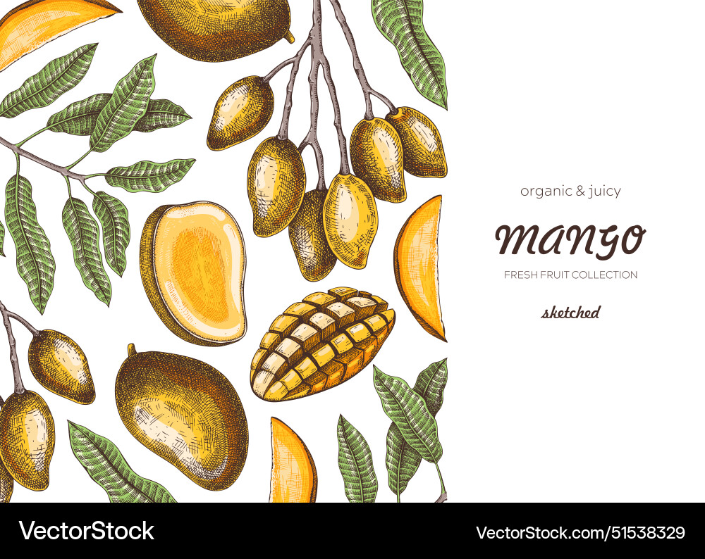 Vintage tropical background ripe mango sketch Vector Image