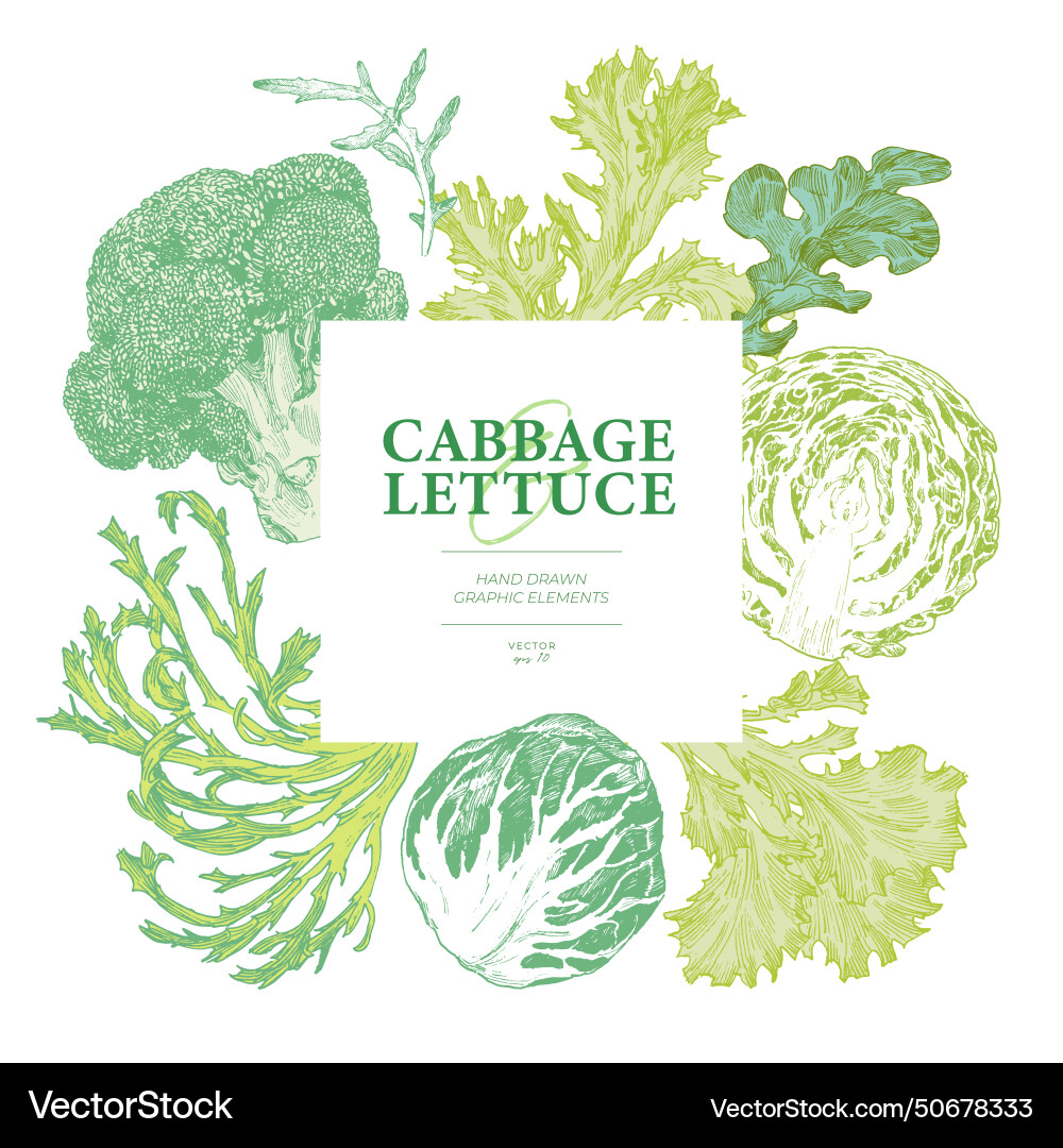 Cabbage lettuce engraving square banner Royalty Free Vector