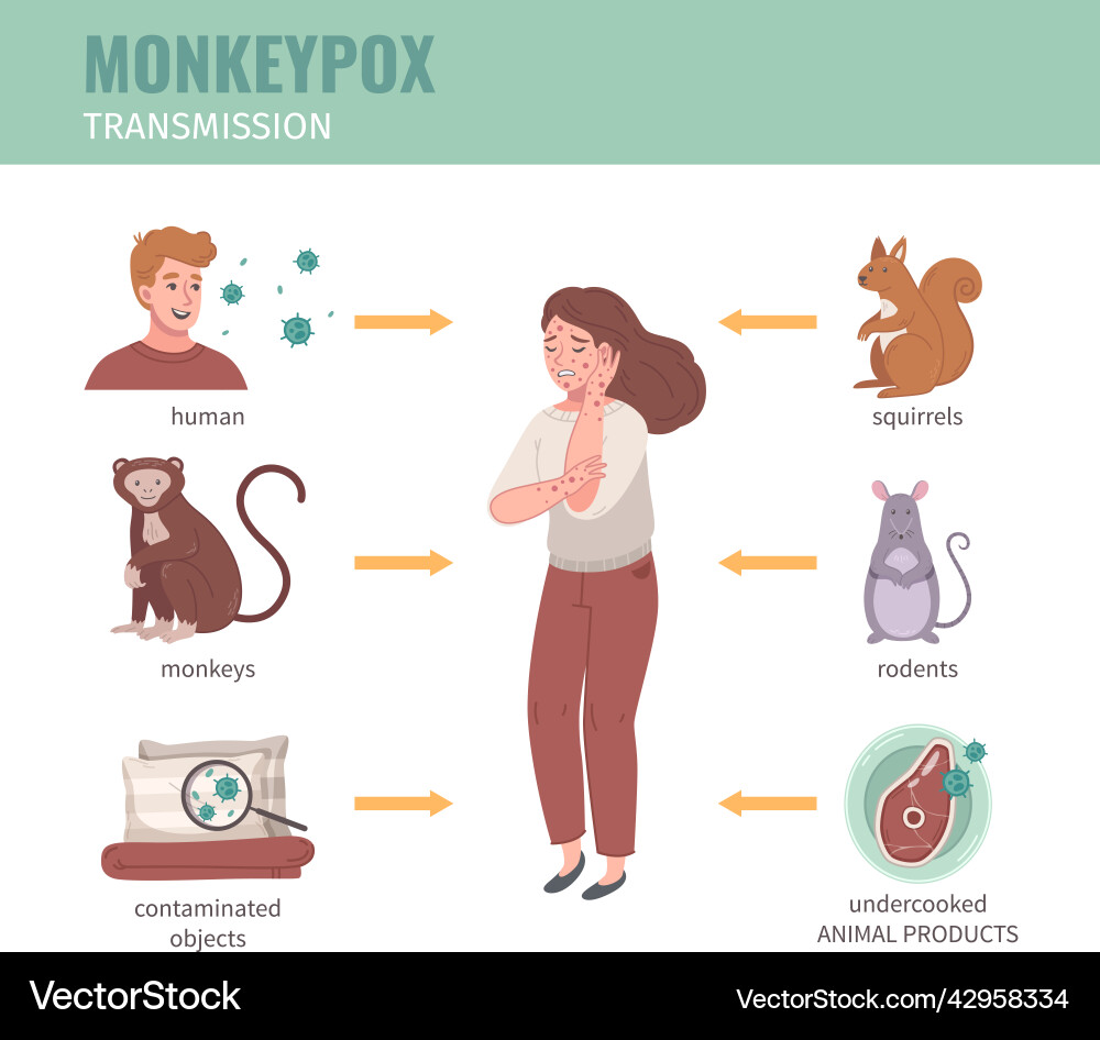 Monkeypox transmission infographics Royalty Free Vector