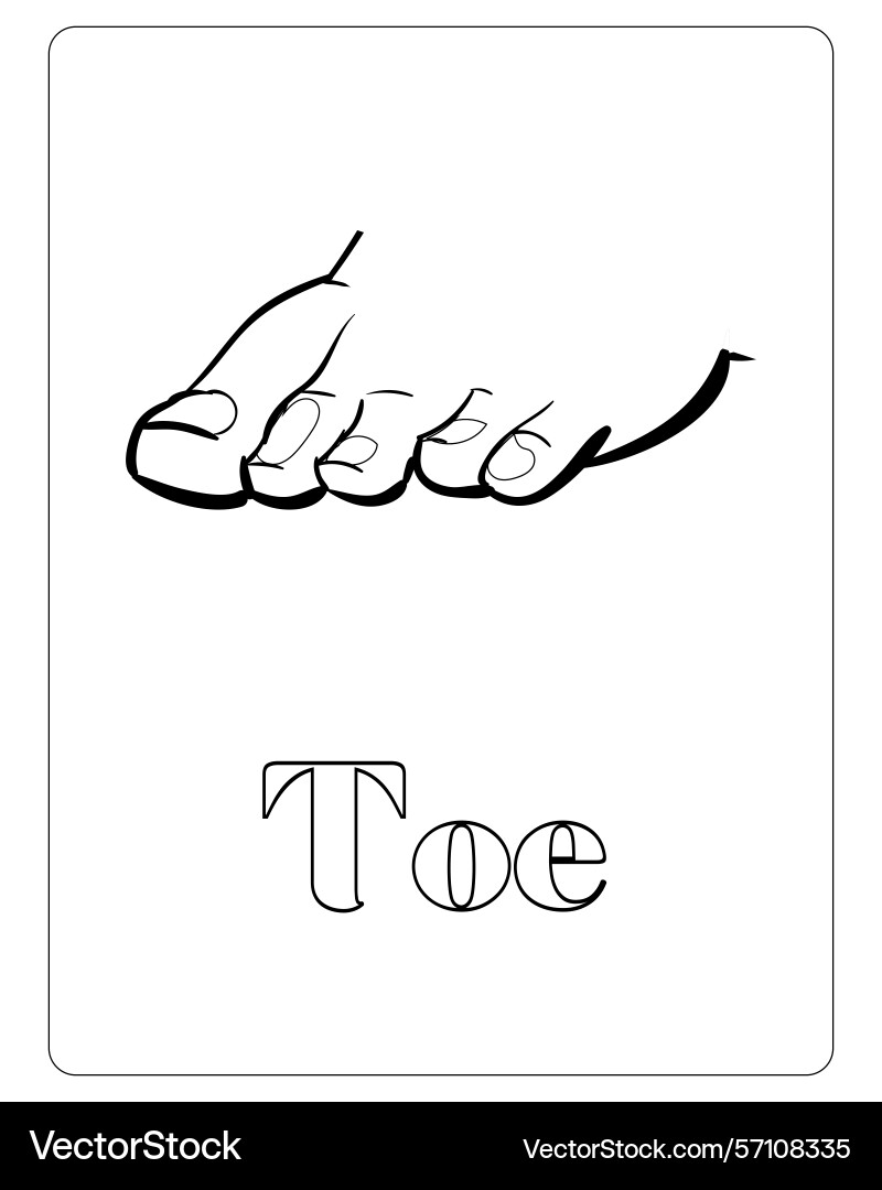 Simple toe drawing for kids learning anatomy body Vector Image