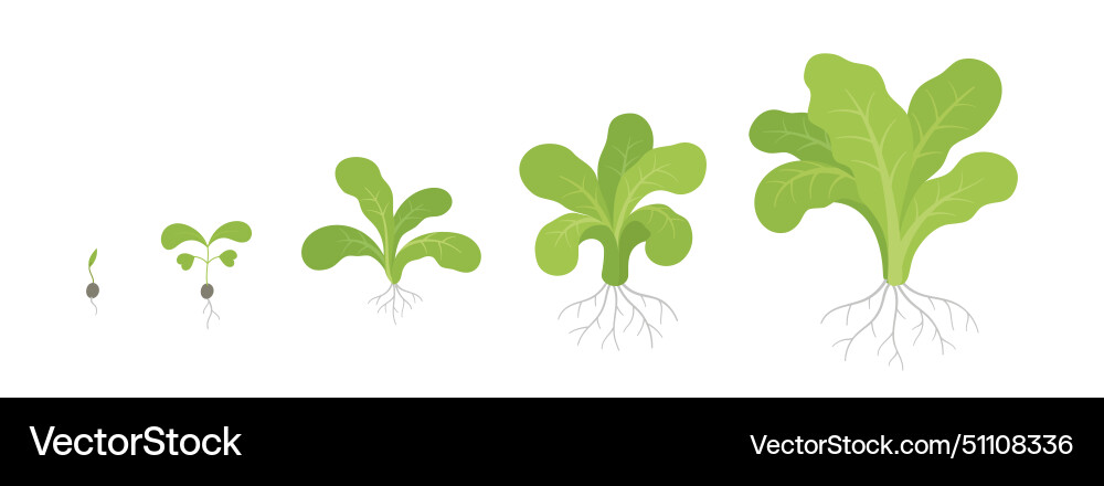 Lettuce plant growth stages growing cycle Vector Image