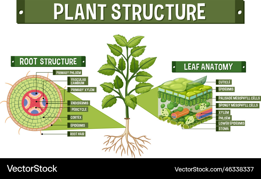 Internal structure of plant diagram Royalty Free Vector