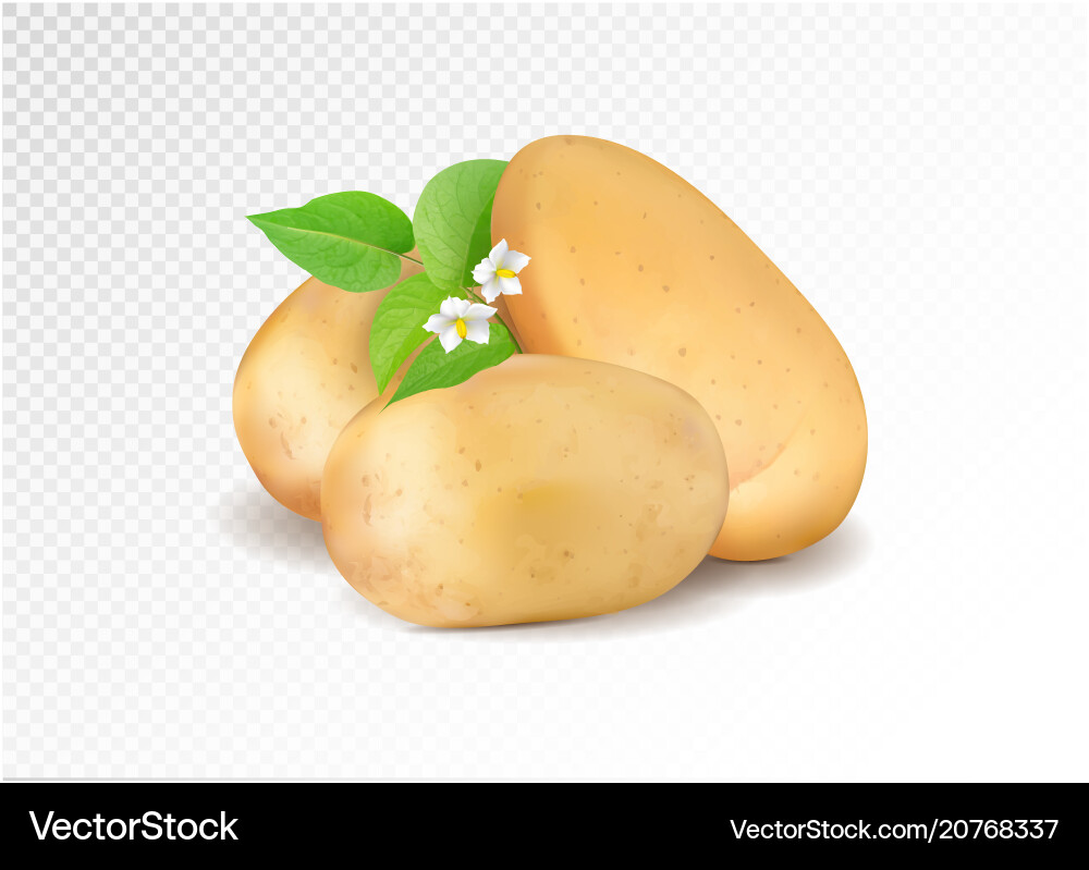 Realistic potato with leaf and flowers Royalty Free Vector