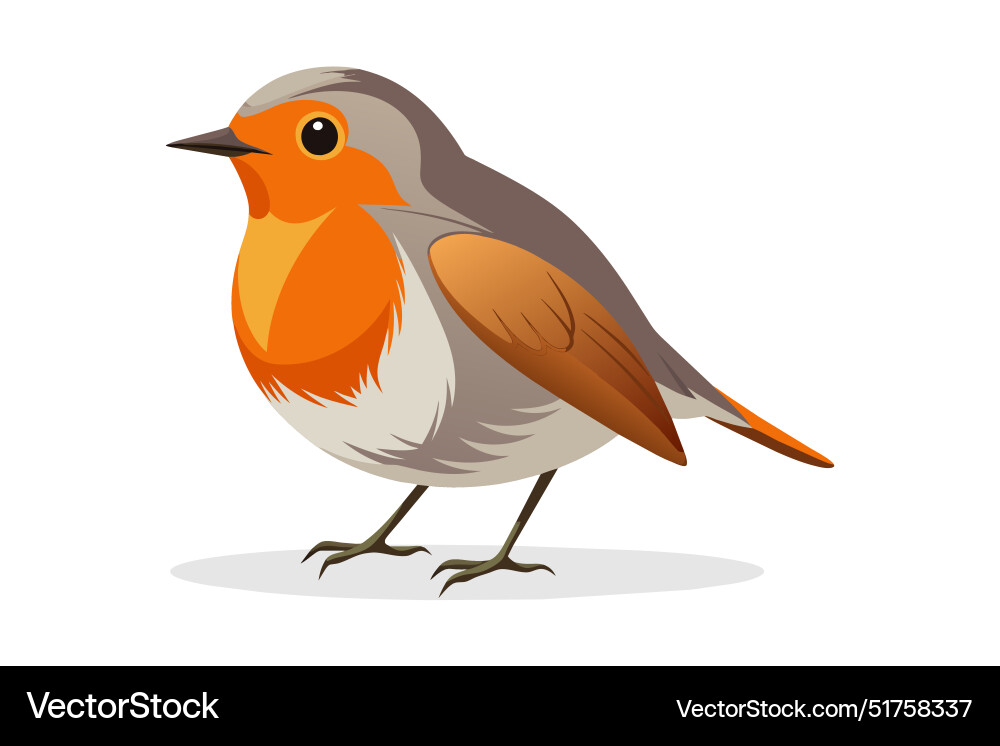 Robin flat on white background Royalty Free Vector Image