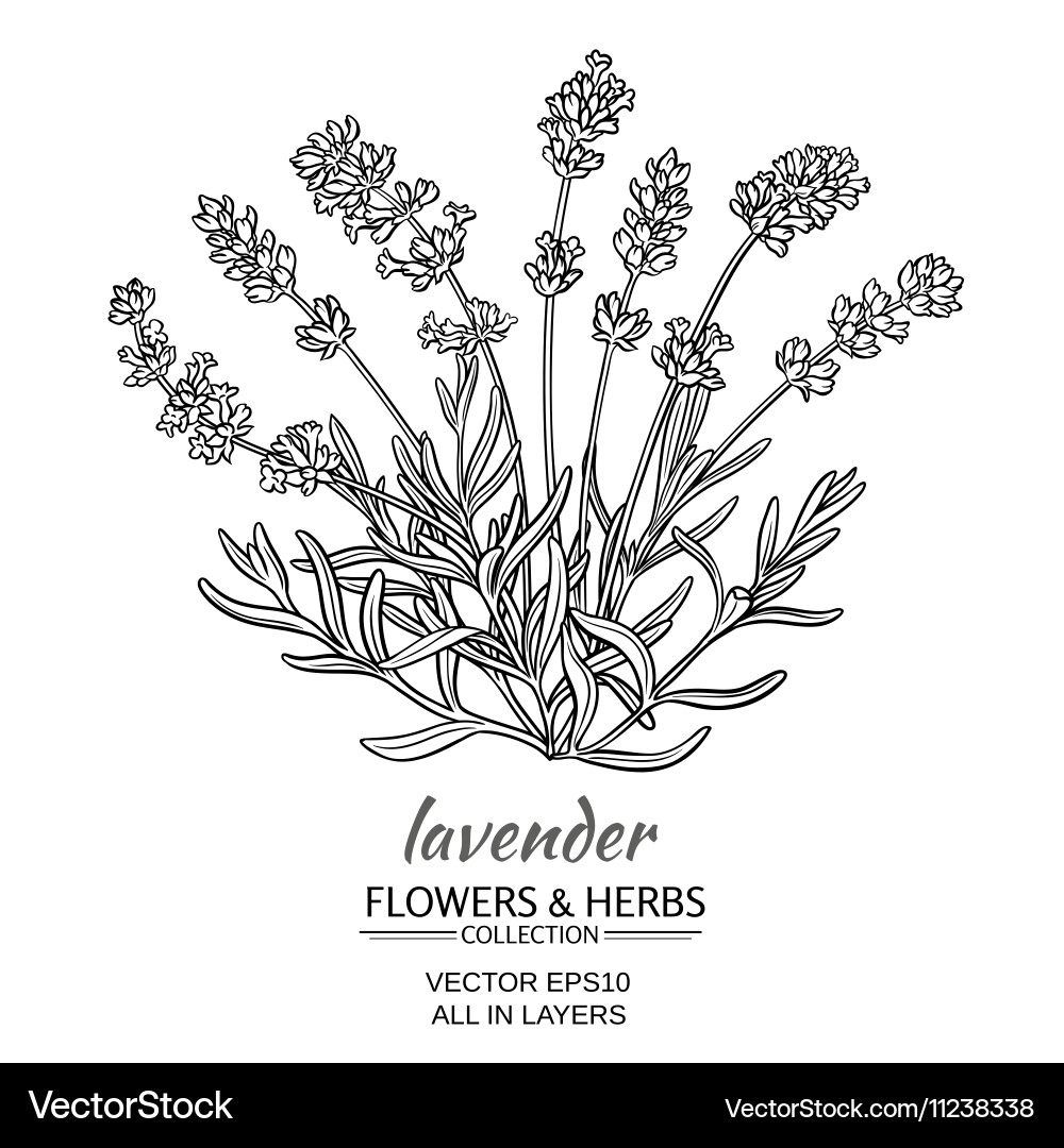 Lavender Royalty Free Vector Image - VectorStock