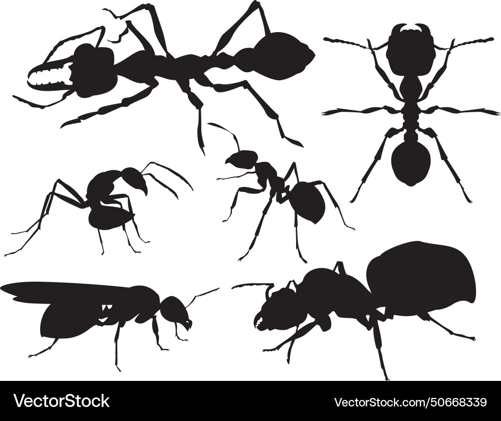 Ants Royalty Free Vector Image - VectorStock