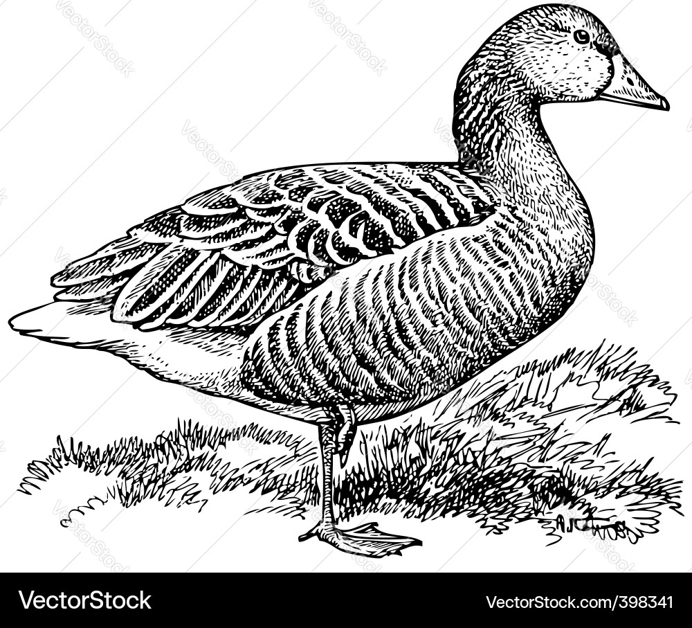 Duck Royalty Free Vector Image - VectorStock