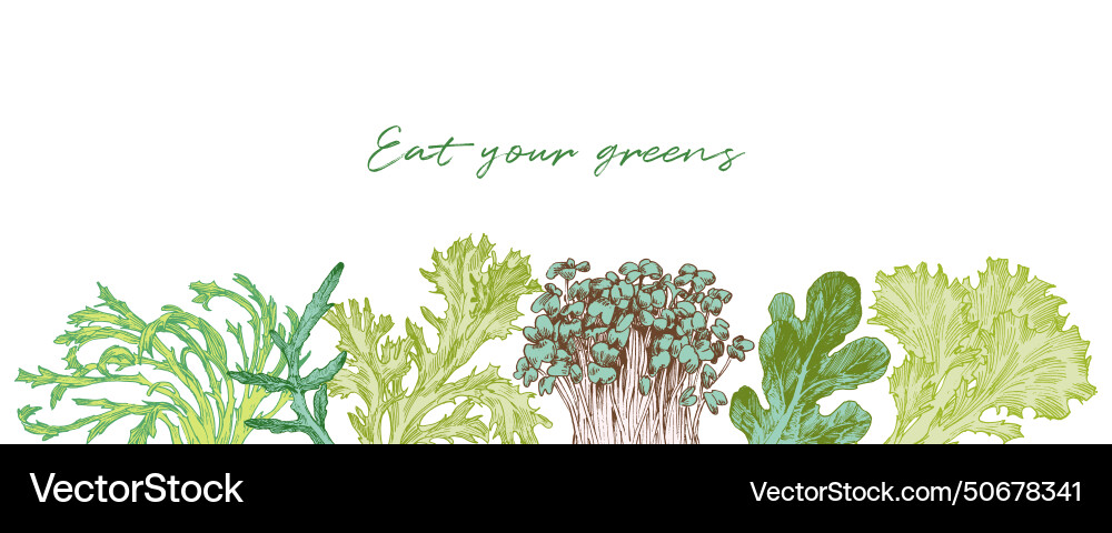 Lettuce leaves engraved horizontal border Vector Image