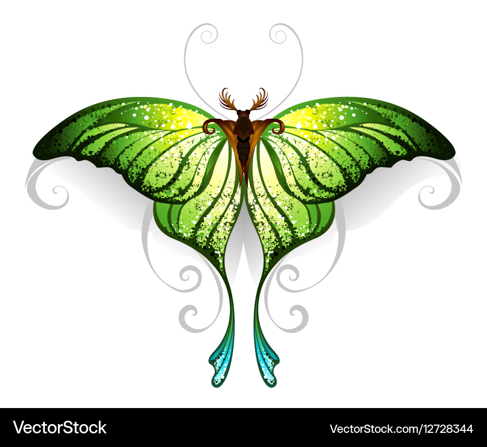Green butterfly Royalty Free Vector Image - VectorStock