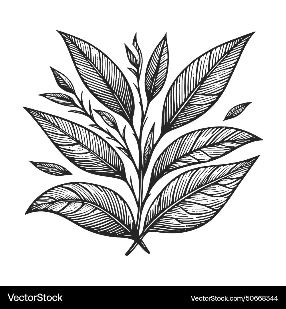 Tea branch engraving line art Royalty Free Vector Image