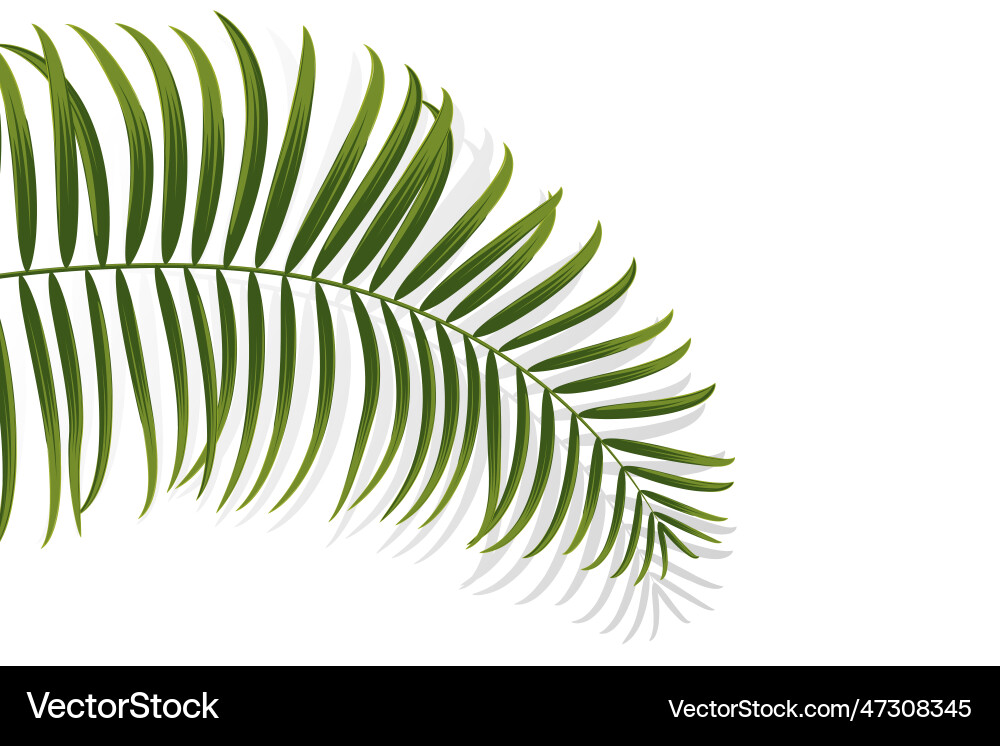 Palm branch Royalty Free Vector Image - VectorStock