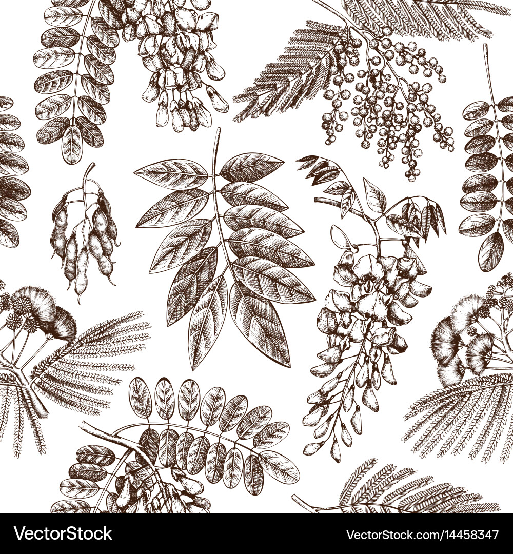 Calliandra Vector Images (8)