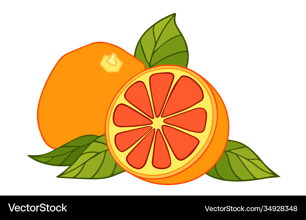 Grapefruit drawing summer fruit color Royalty Free Vector
